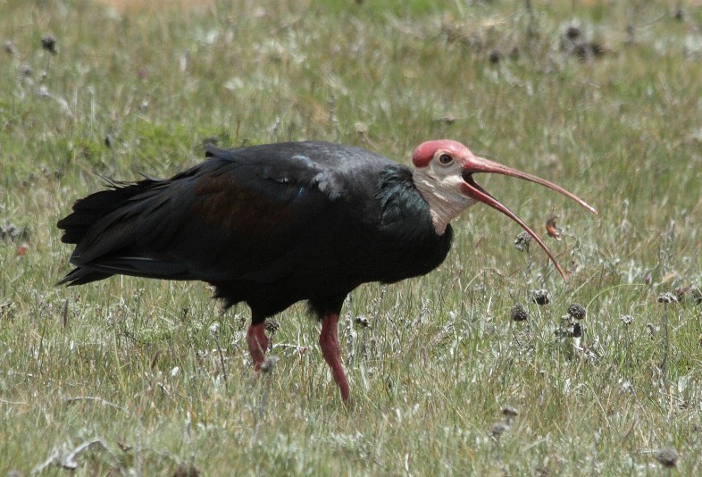 Ibis calvo (Geronticus calvus) - Picture Bird