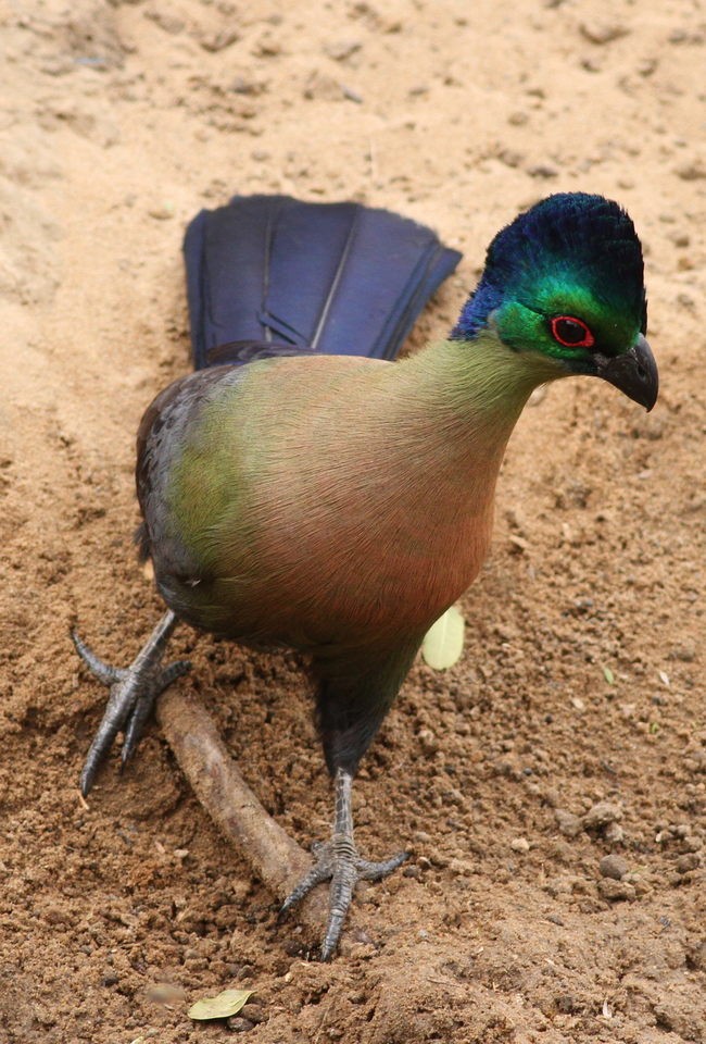 Typical turacos (Tauraco) - Picture Bird