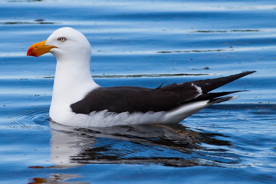 Gaviota de tasmania (Larus pacificus) - Picture Bird