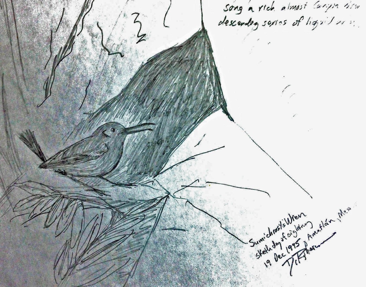 Cucarachero picofino (Hylorchilus sumichrasti) - Picture Bird