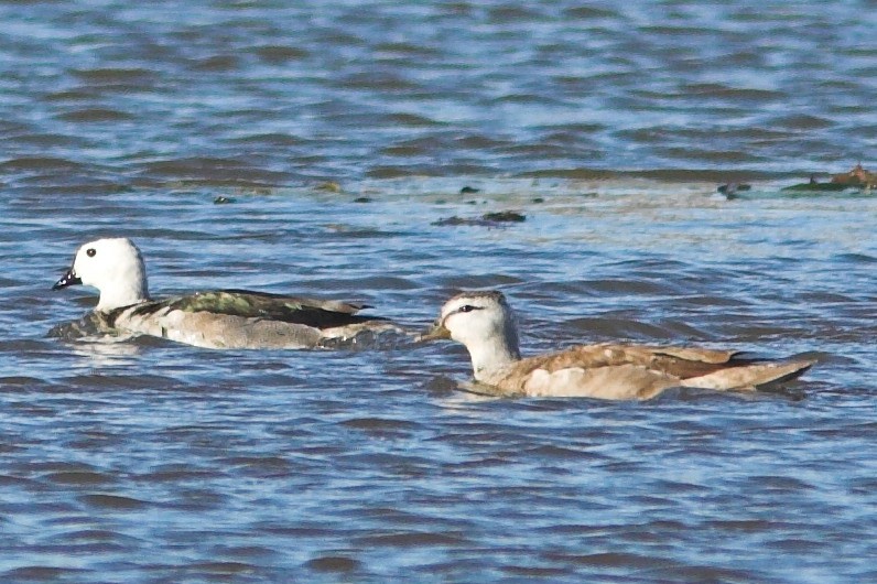 Gansito asiático (Nettapus coromandelianus) - Picture Bird
