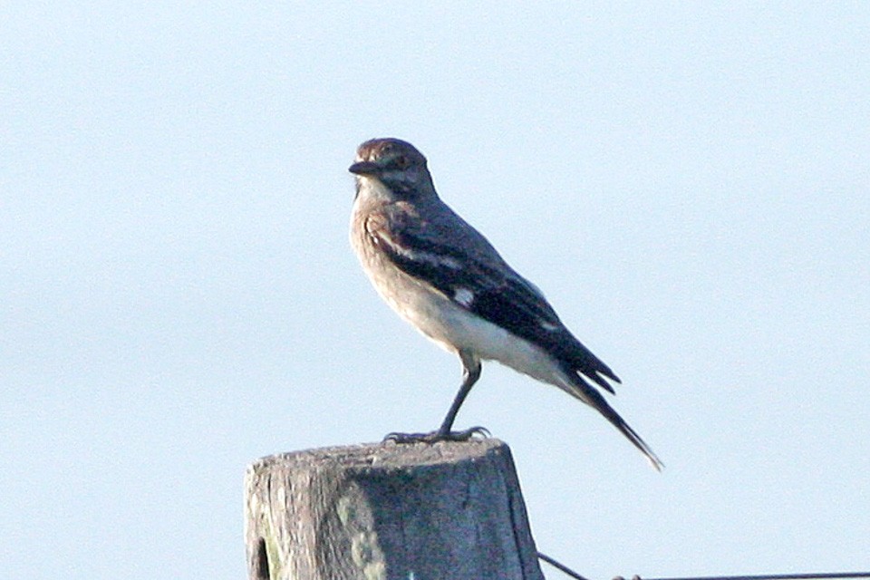 Xolmis (Xolmis) - Picture Bird