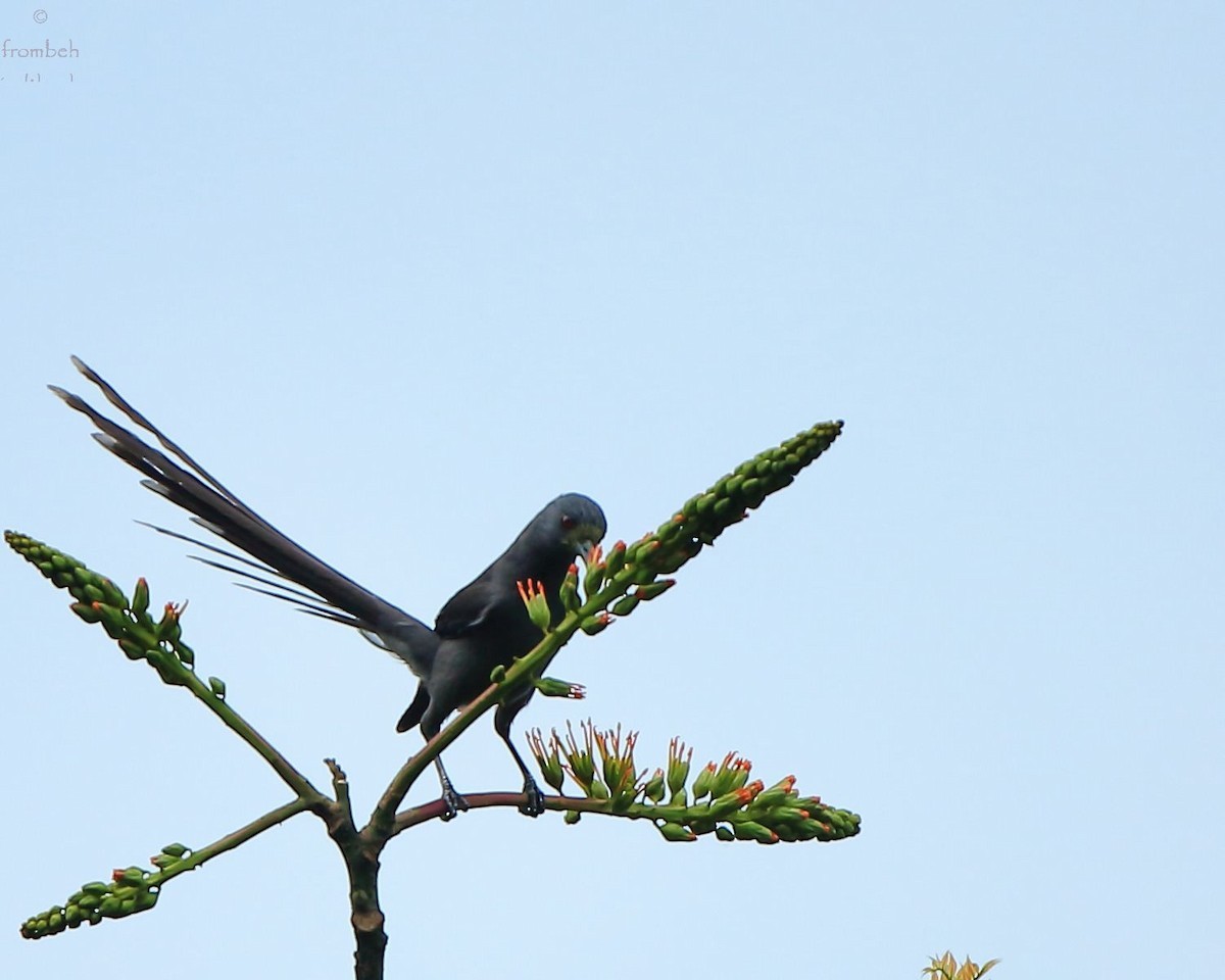 Sibia colilarga (Heterophasia picaoides) - Picture Bird