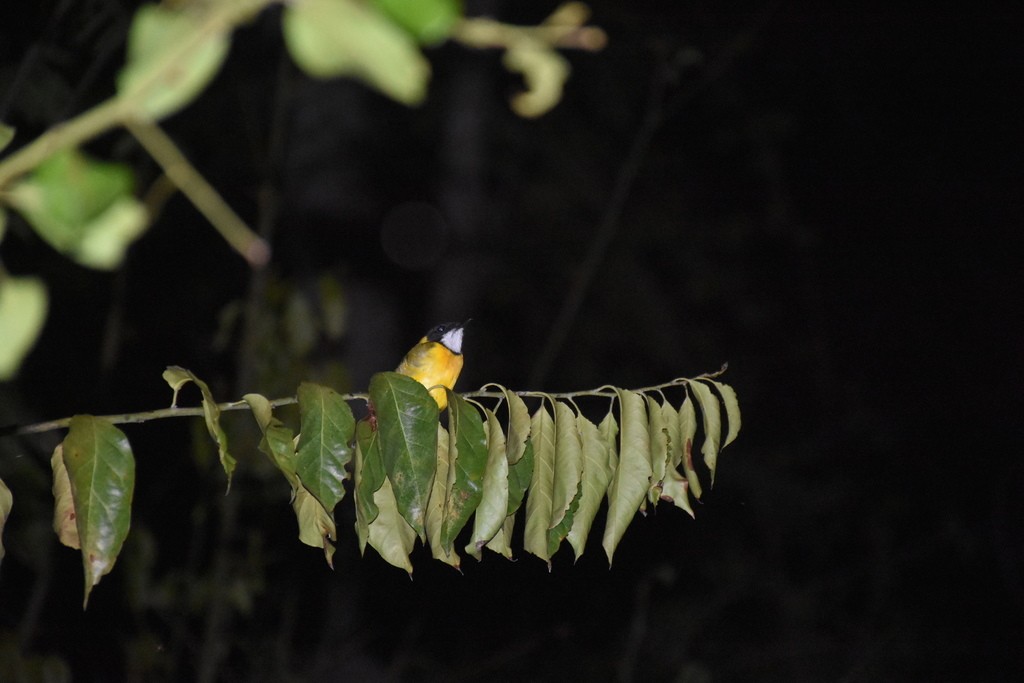 Silbador dorado (macrorhyncha) (Pachycephala macrorhyncha) - Picture Bird