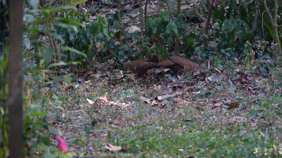 Faisancillo rojo (Galloperdix spadicea) - Picture Bird