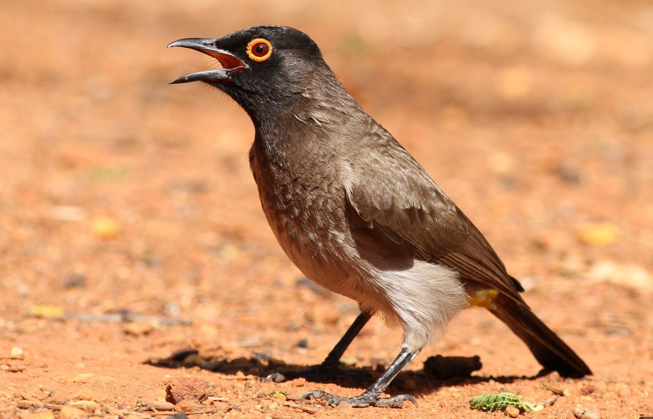 Bulbul encapuchado (Pycnonotus nigricans) - Picture Bird