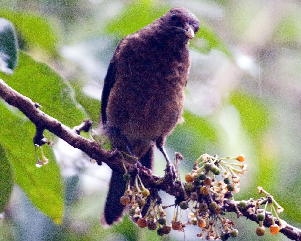 Tordo (Turdus) - Picture Bird