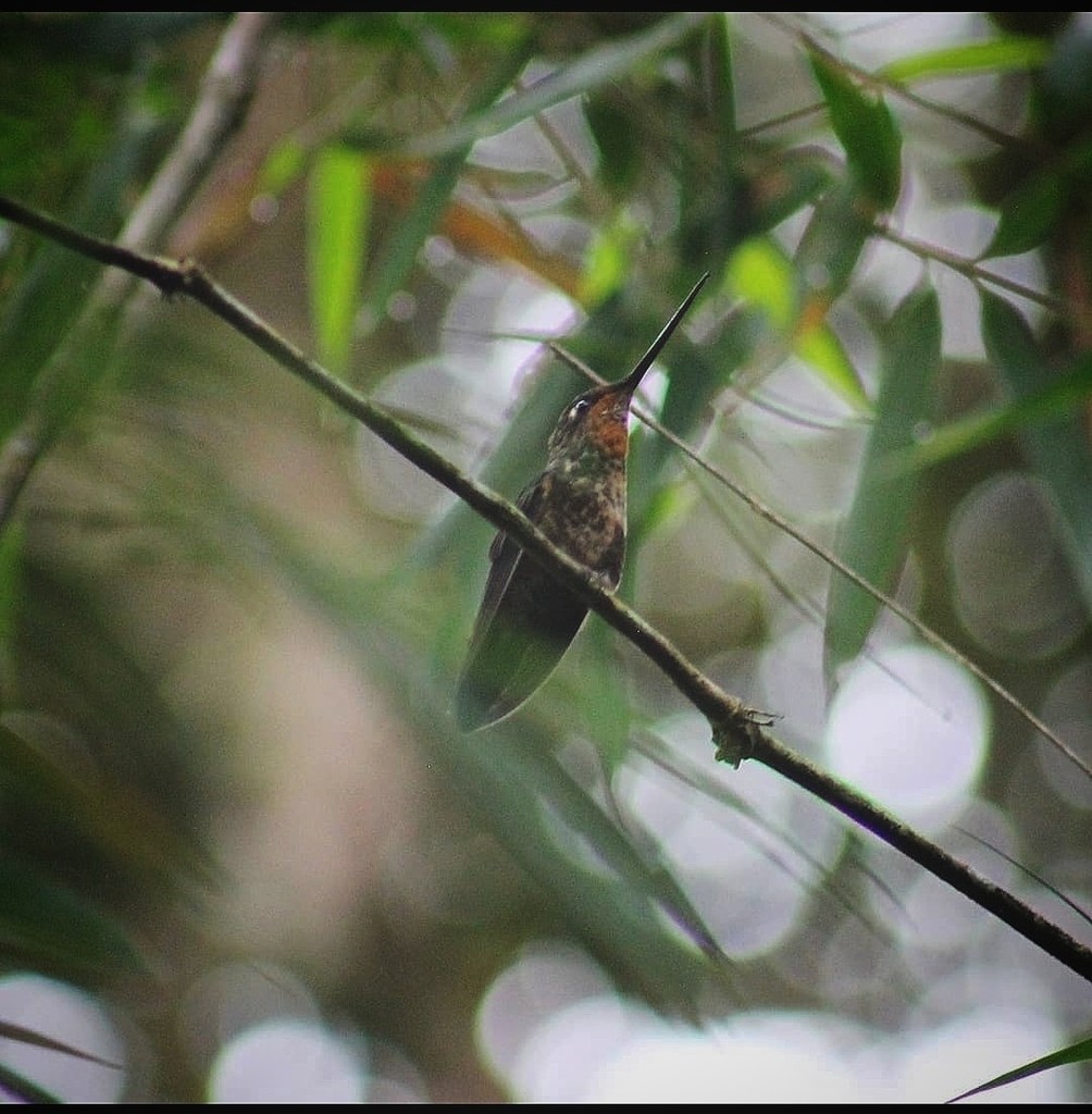 Inca ventrivioleta (Coeligena helianthea) - Picture Bird