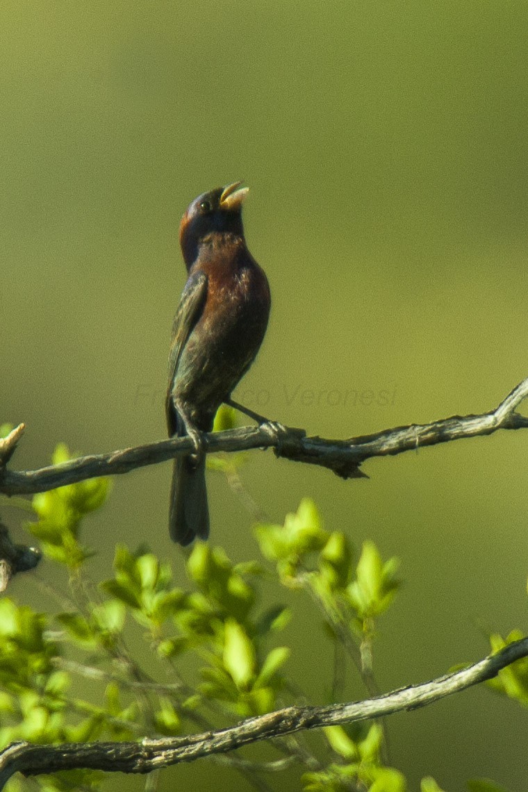 Многоцветный овсянковый кардинал (Passerina versicolor) - Picture Bird