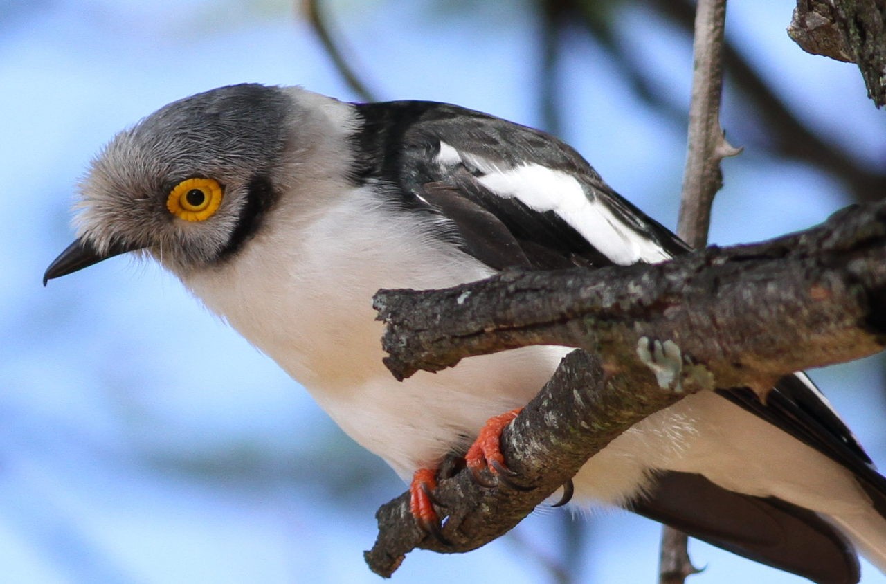 Prionops (Prionops) - Picture Bird