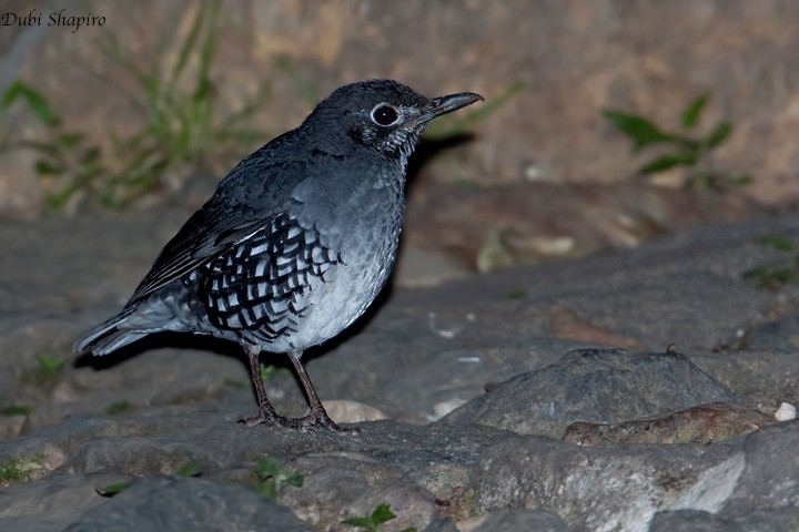 Zorzal de andrómeda (Zoothera andromedae) - Picture Bird