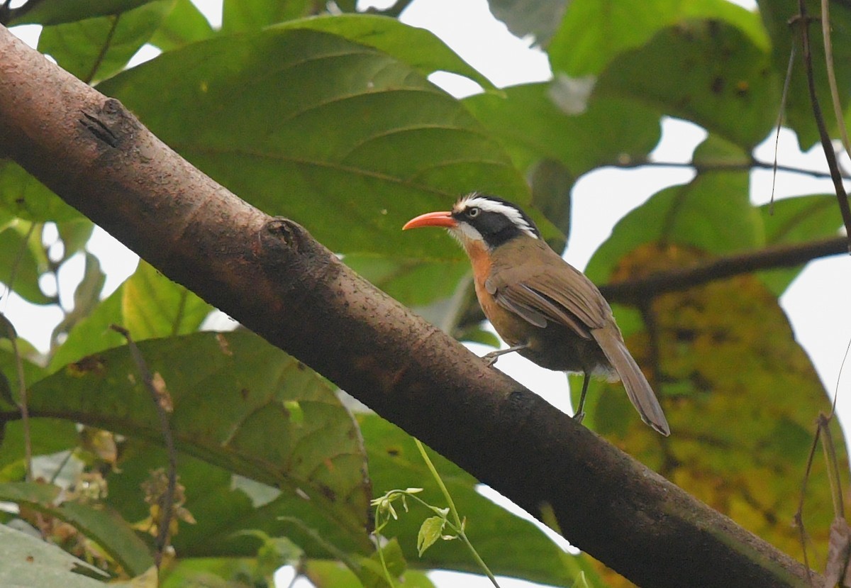 Cimitarra coralina (Pomatorhinus ferruginosus) - Picture Bird
