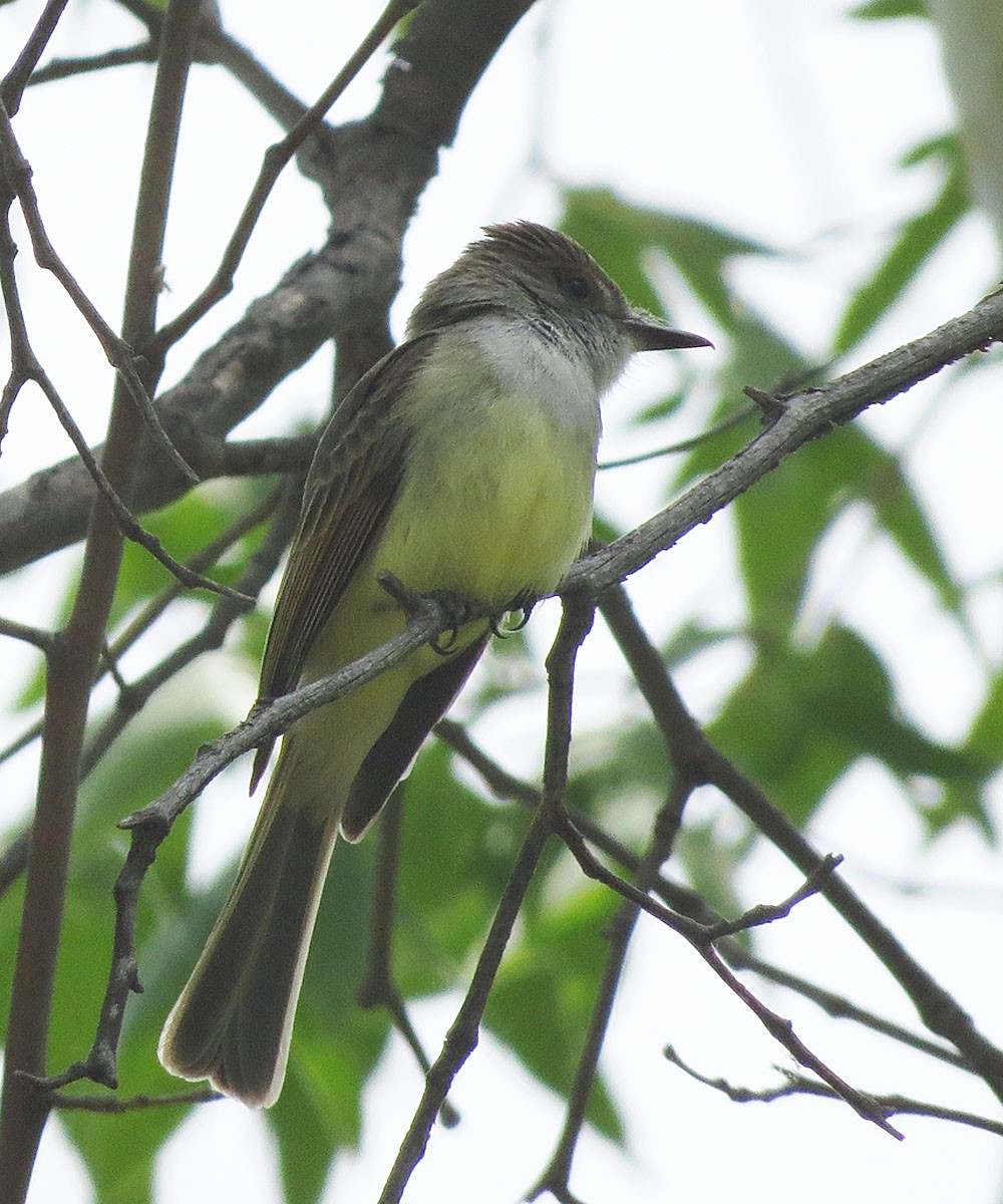 Copetón capirotado (Myiarchus tuberculifer) - Picture Bird