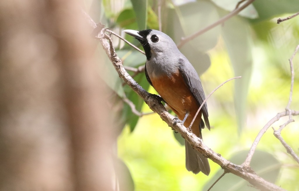 Monarca carinegro (Monarcha melanopsis) - Picture Bird