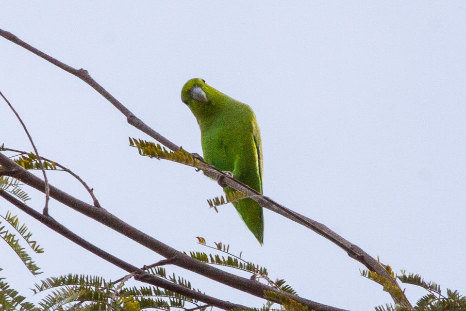 Cotorrita mexicana (Forpus cyanopygius) - Picture Bird