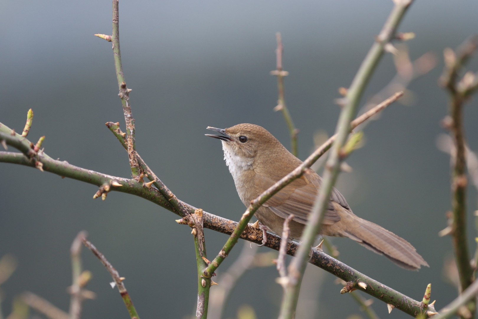 Zarzalero de formosa (Locustella alishanensis) - Picture Bird