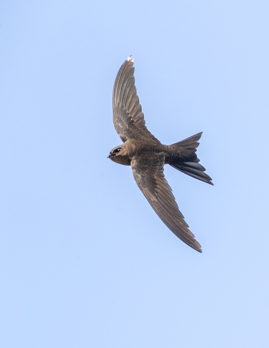 Vencejo unicolor (Apus unicolor) - Picture Bird