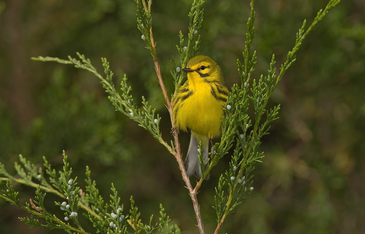Reinita galana (Setophaga discolor) - Picture Bird