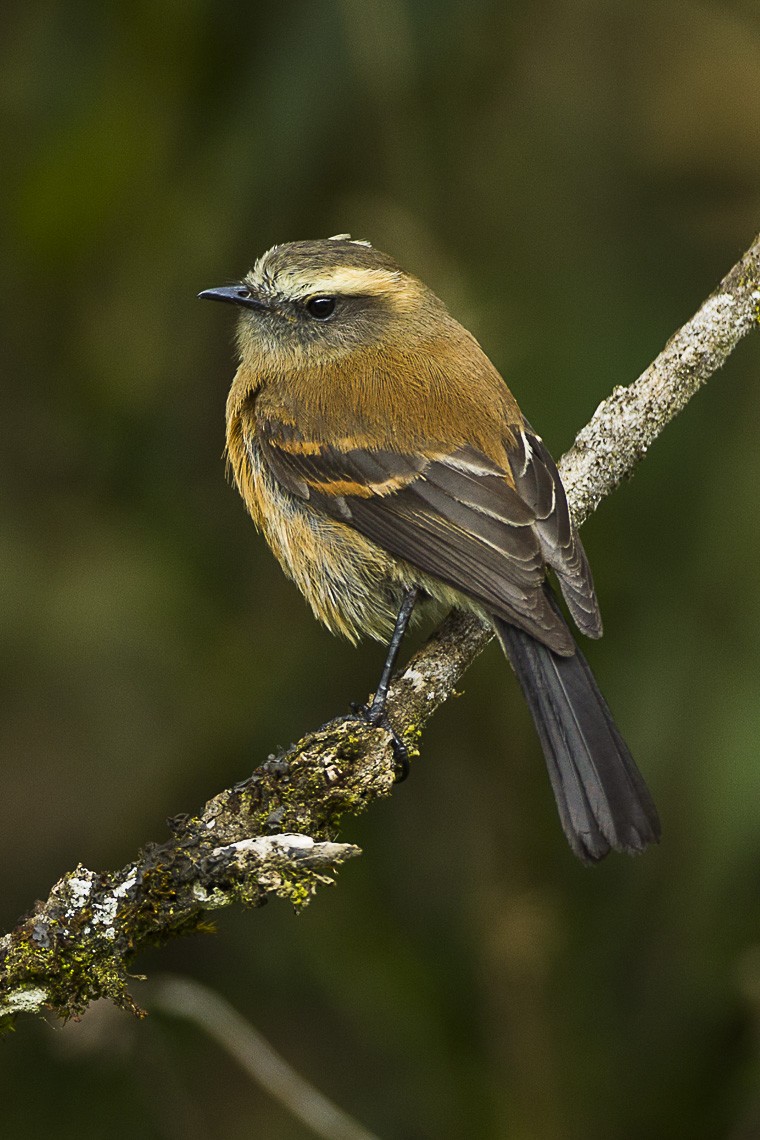 Pitajo dorsipardo (Ochthoeca fumicolor) - Picture Bird