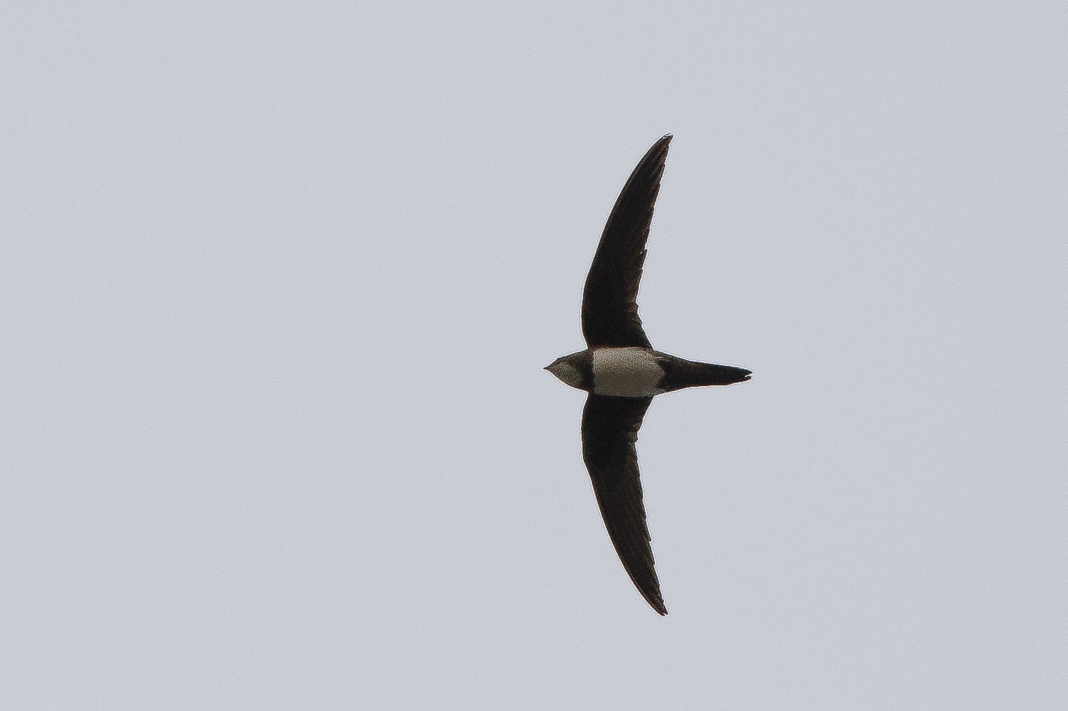 Vencejos (Apus) - Picture Bird
