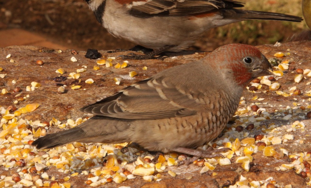 Estrilda cabecirroja (Amadina erythrocephala) - Picture Bird