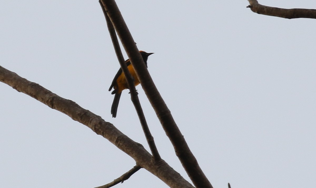 Bolseros (Icterus) - Picture Bird