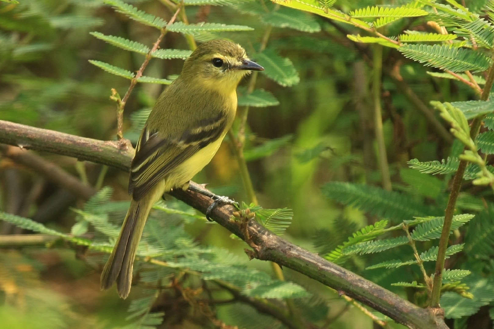 Жёлтый тиранчик (Capsiempis flaveola) - Picture Bird