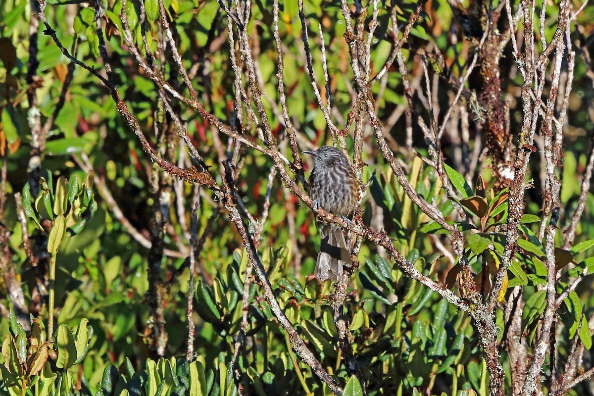 Mielero estriado (Ptiloprora perstriata) - Picture Bird