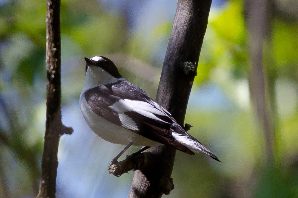 Papamoscas acollarado (Ficedula albicollis) - Picture Bird