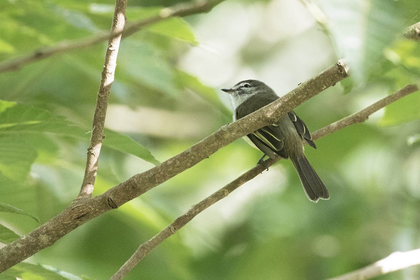 Fiofío jamaicano (Myiopagis cotta) - Picture Bird