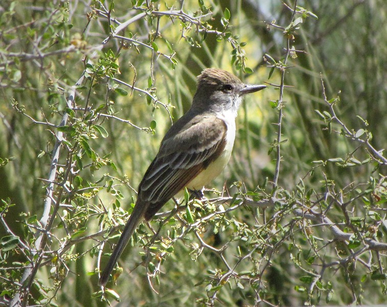 Copetón cenizo (Myiarchus cinerascens) - Picture Bird