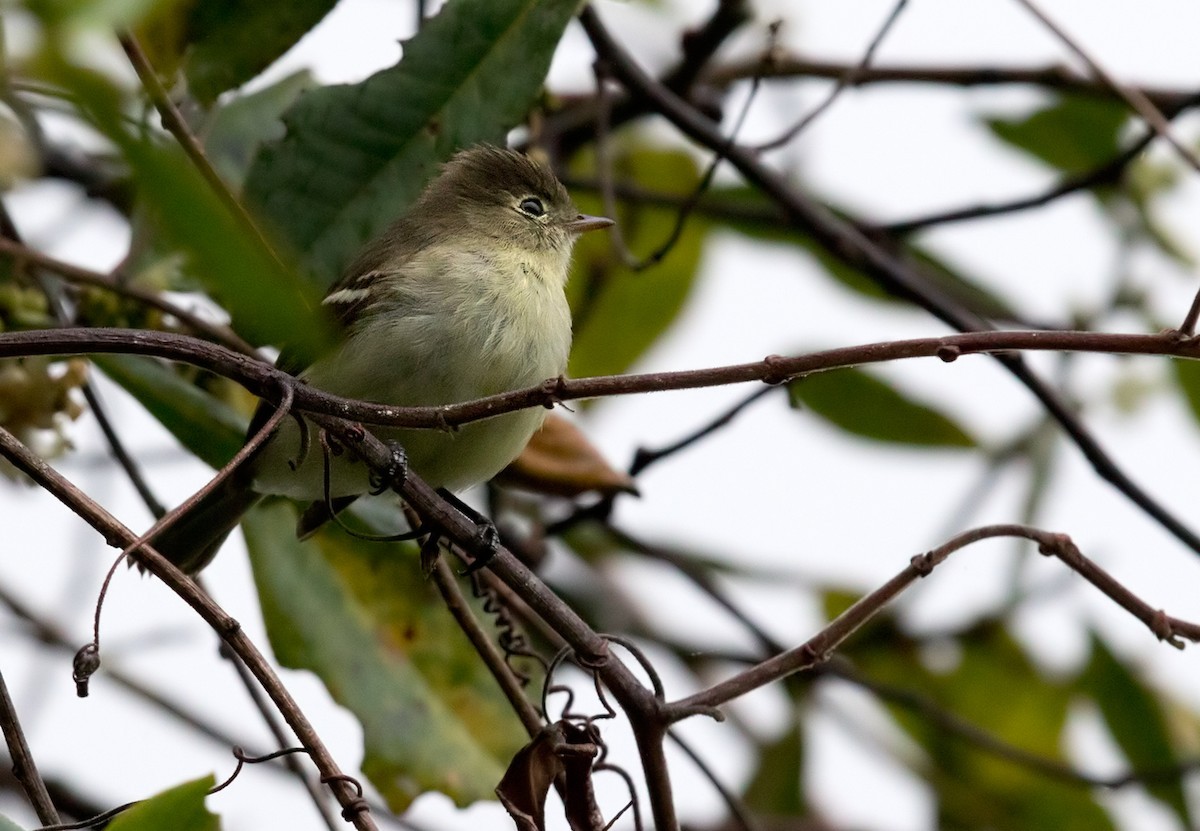 Fiofío de pallatanga (Elaenia pallatangae) - Picture Bird