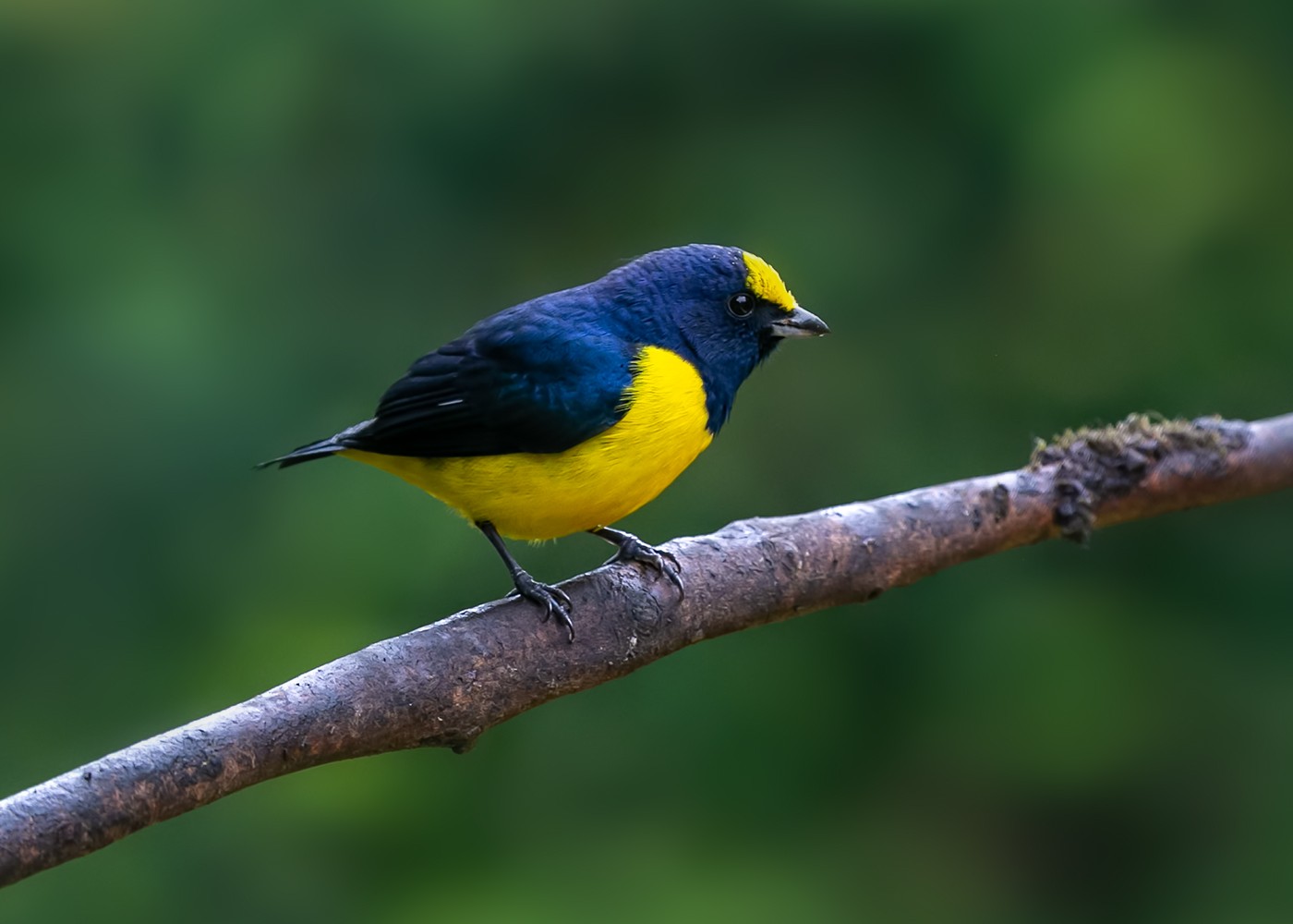Eufonia coronipinta (Euphonia imitans) - Picture Bird