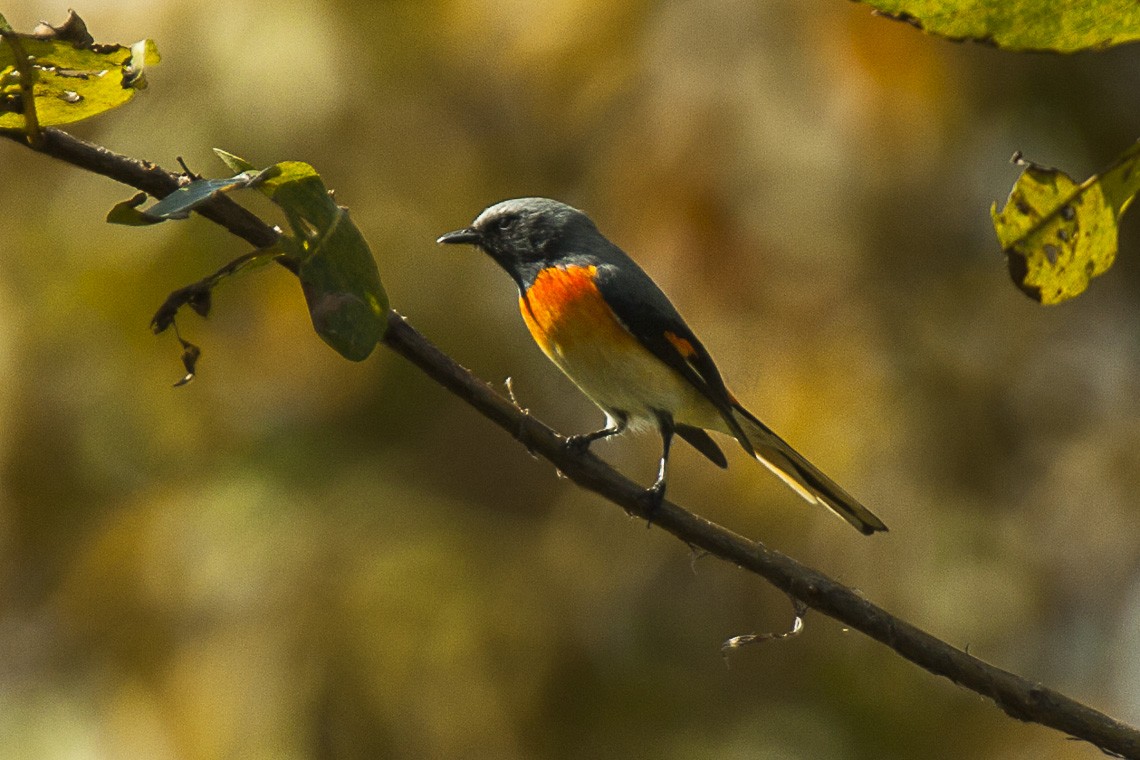 Minivet (Pericrocotus) - Picture Bird