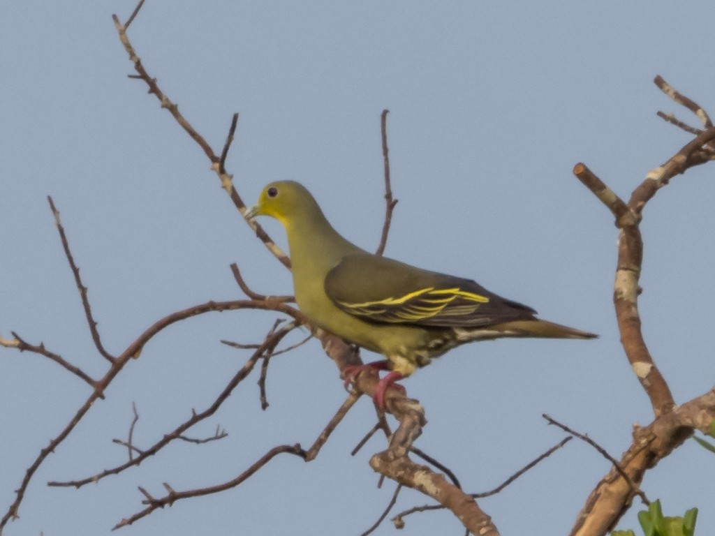 Vinago de ceilán (Treron pompadora) - Picture Bird