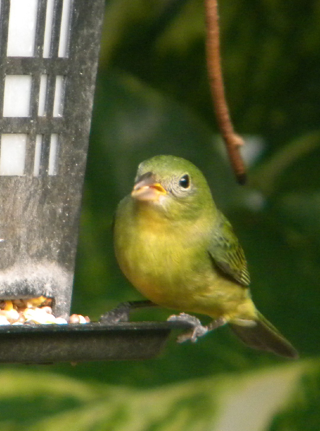 Passerina ciris ciris (Passerina ciris ciris) - Picture Bird