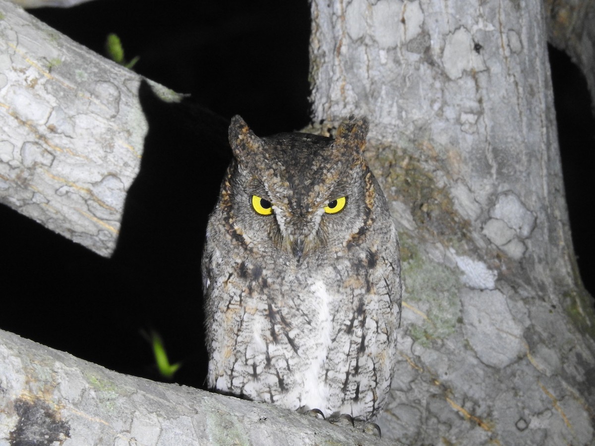 Autillo oriental (Otus sunia) - Picture Bird