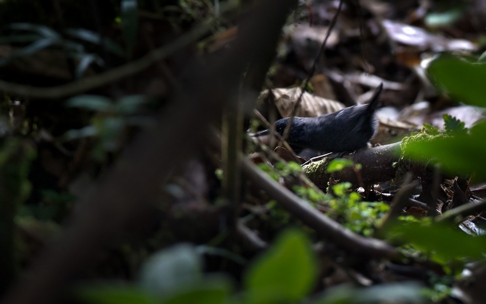 Myornis (Myornis) - Picture Bird