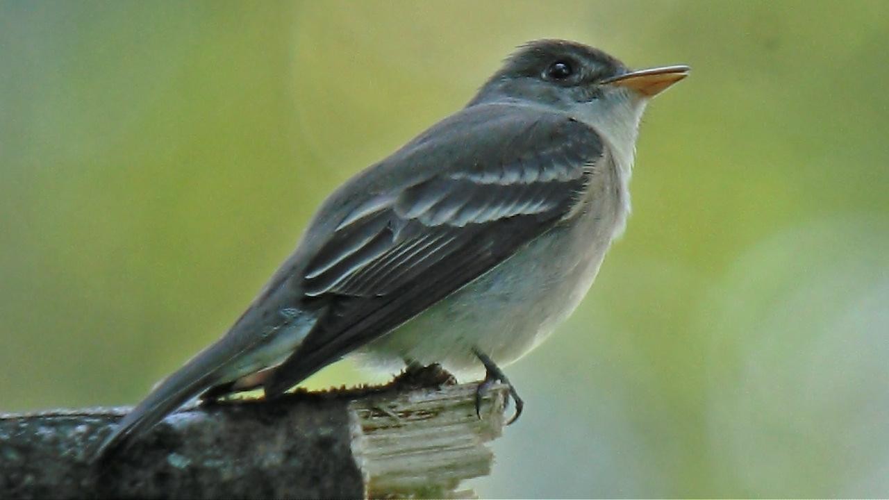 東林綠霸鶲 (Contopus virens) - Picture Bird