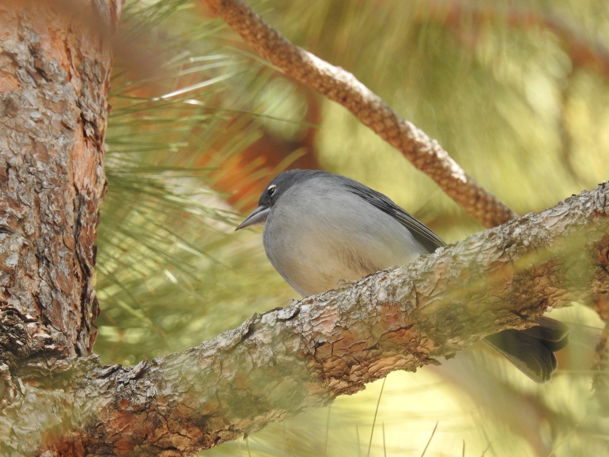 Pinzones (Fringilla) - Picture Bird