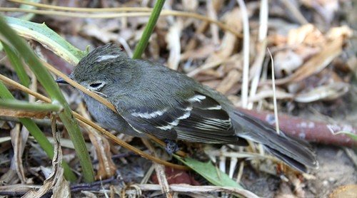 Fiofío crestiblanco (Elaenia albiceps) - Picture Bird