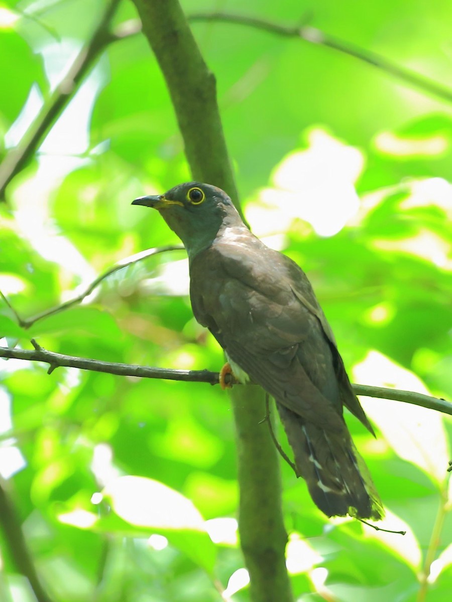 Cucos (Cuculus) - Picture Bird