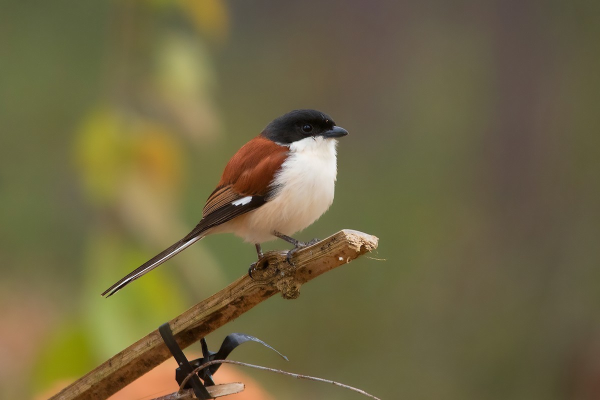 Lanius collurioides (Lanius collurioides) - Picture Bird