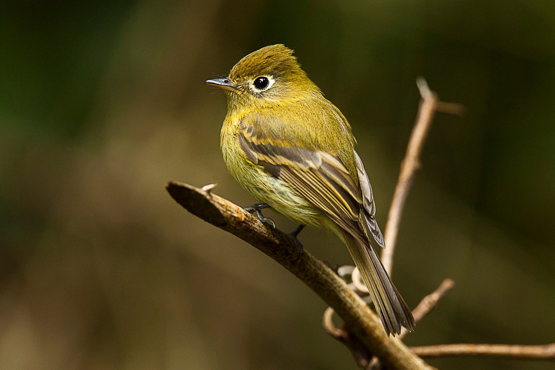 Mosquero amarillento (Empidonax flavescens) - Picture Bird