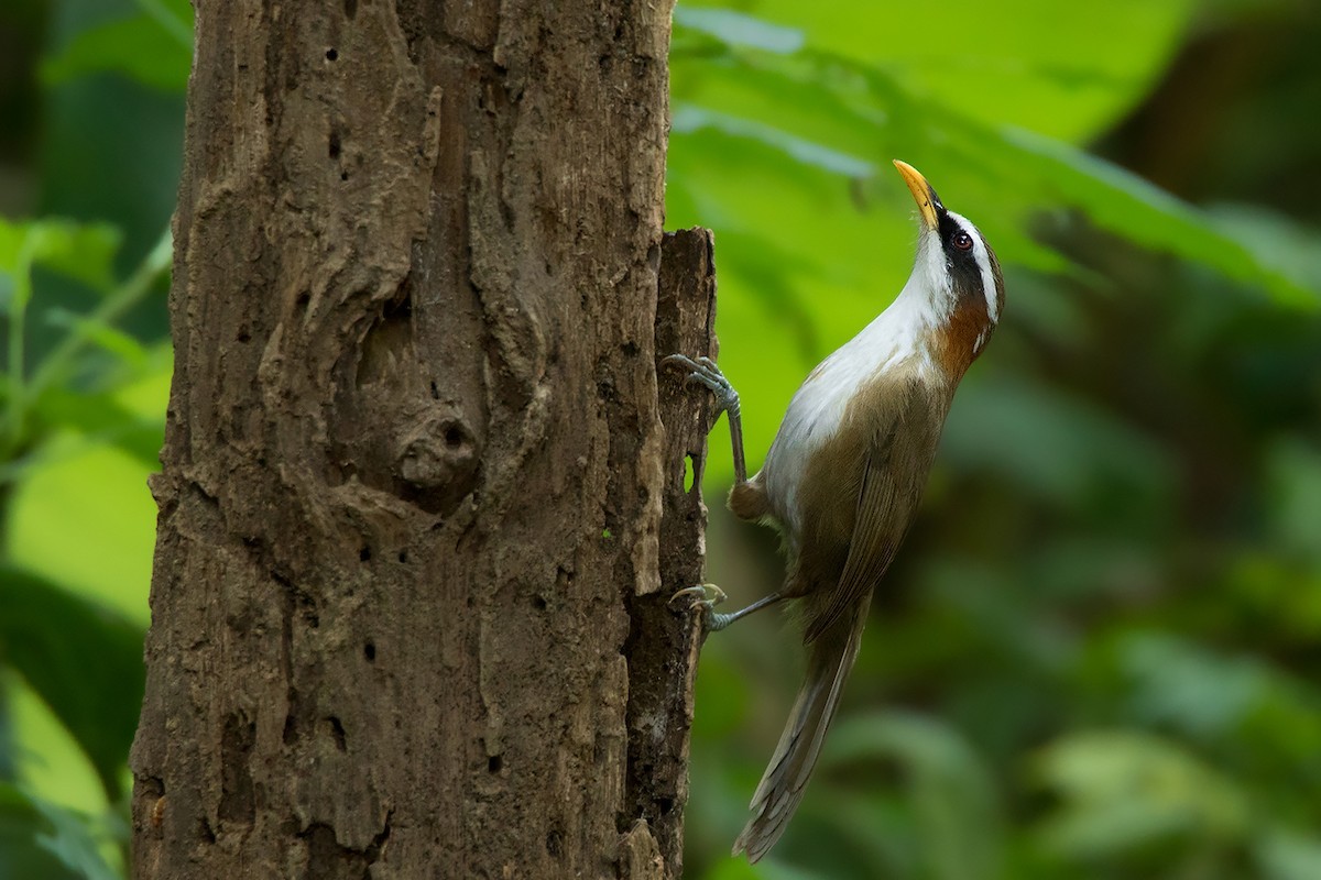 Cimitarra cuellirrufa (Pomatorhinus ruficollis) - Picture Bird