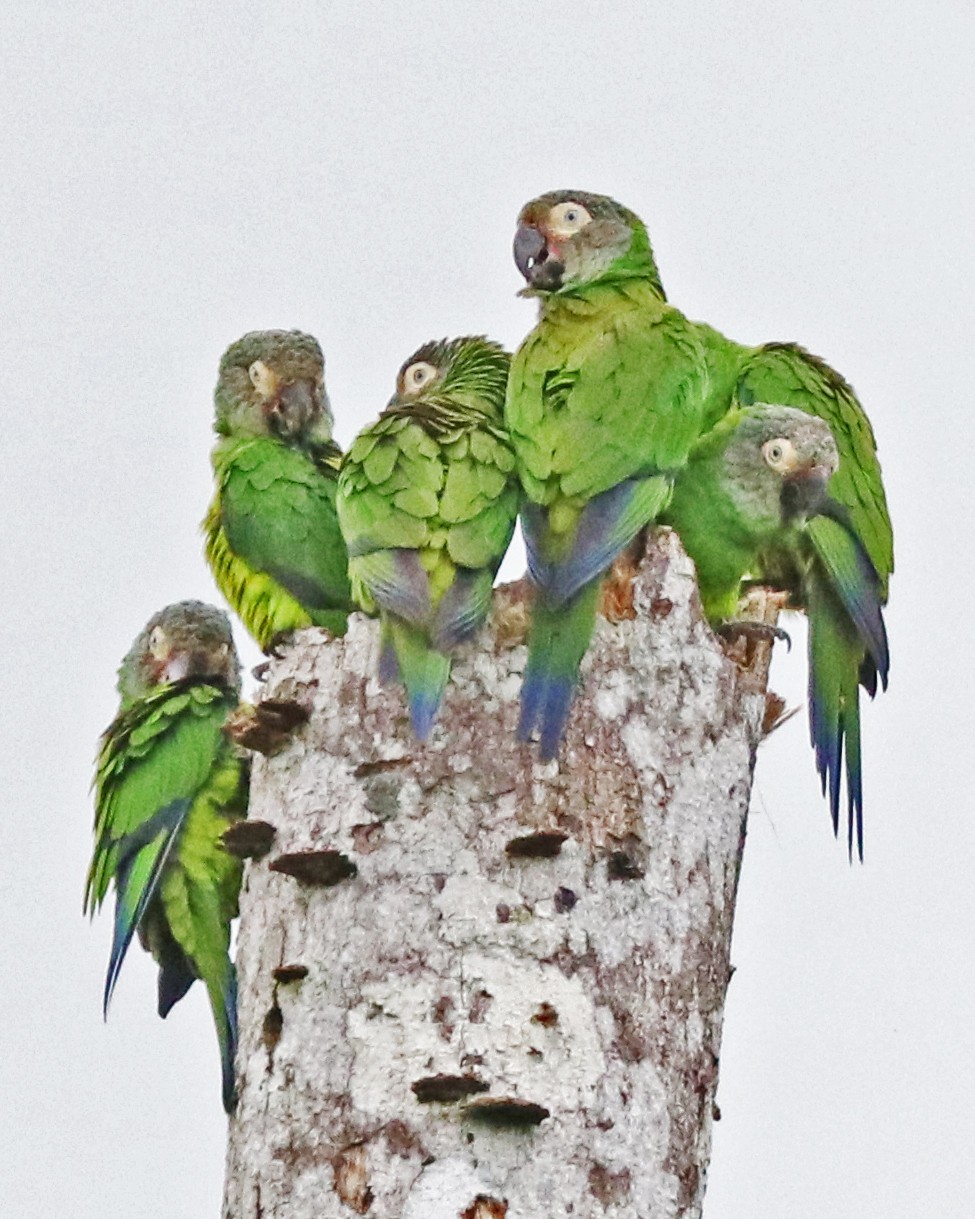 Aratinga cabecifusca (Aratinga weddellii) - Picture Bird