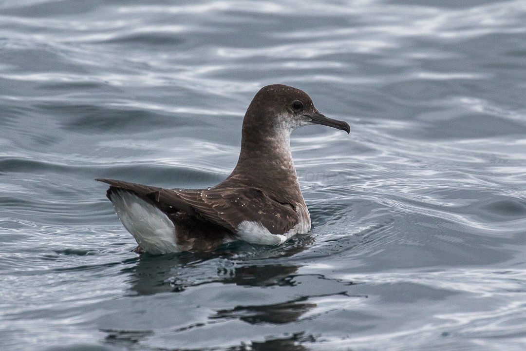 Pardela gavia (Puffinus gavia) - Picture Bird