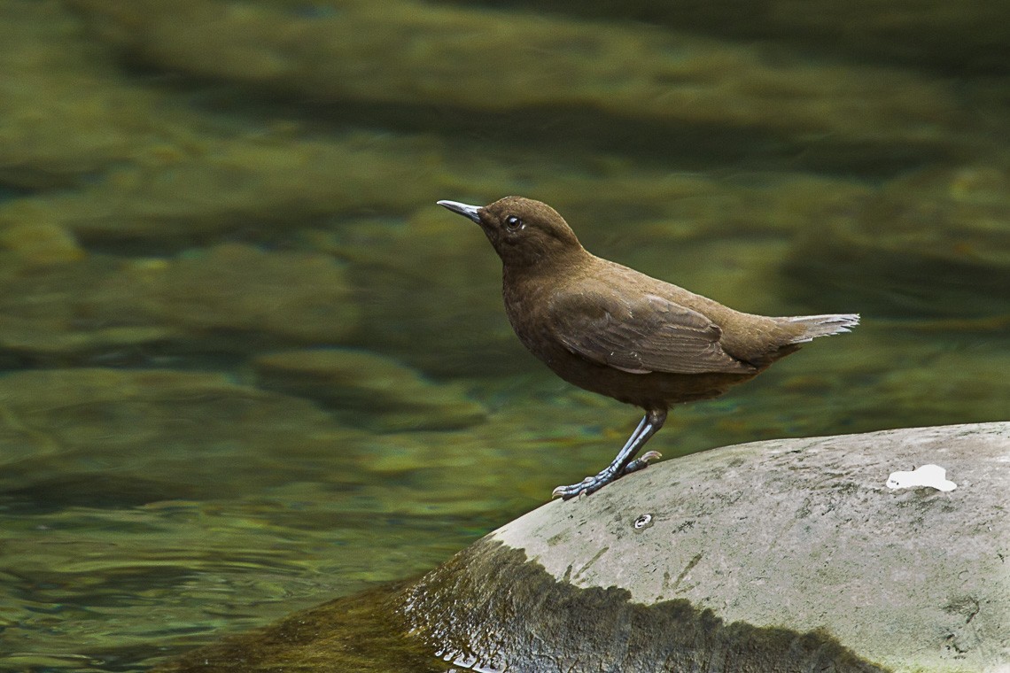 Mirlo acuático pardo (Cinclus pallasii) - Picture Bird