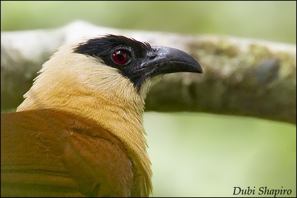 cucal-de-faces-pretas (Centropus melanops) - Picture Bird
