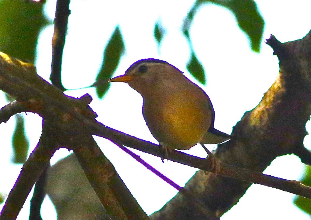 Minla (Minla) - Picture Bird